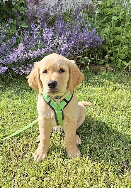 Lykke- Golden Retriever, 2 Monate, Abgabehund - Retriever and friends e ...